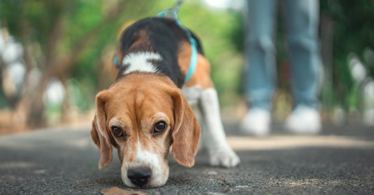 Top 10 Cheapest Dog Breeds in Canada