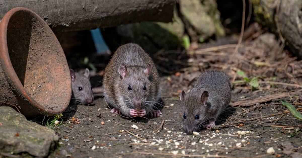 Rats Invade Home After Metrolinx Work — Owner Wants Payout