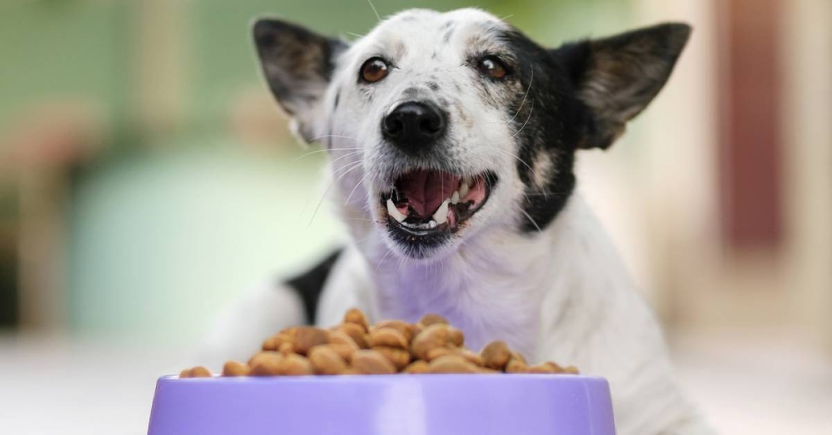 Our Comprehensive Guide to Canadian-Owned and -Made Pet Foods