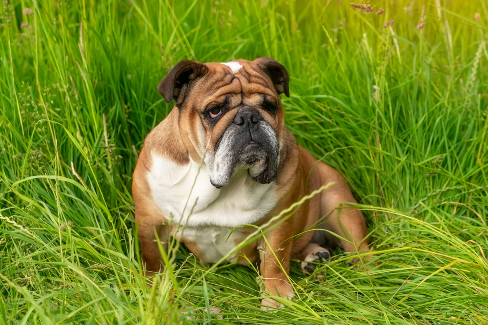 15 of the Most Expensive Dog Breeds in Canada | Money.ca