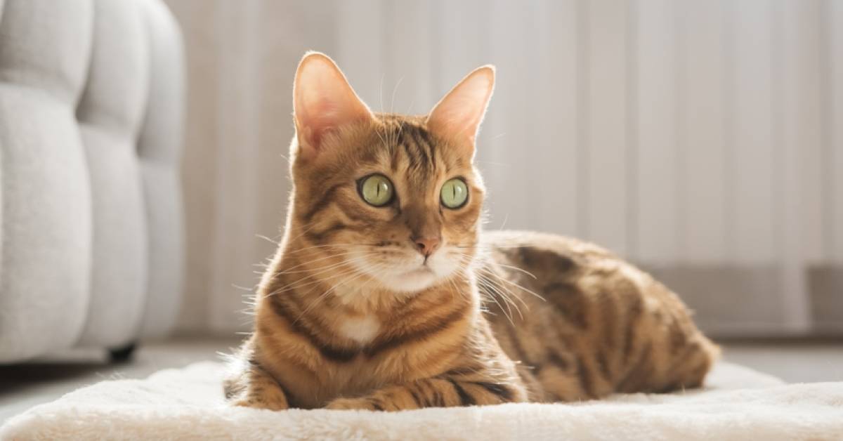 17 of most expensive cat breeds in Canada