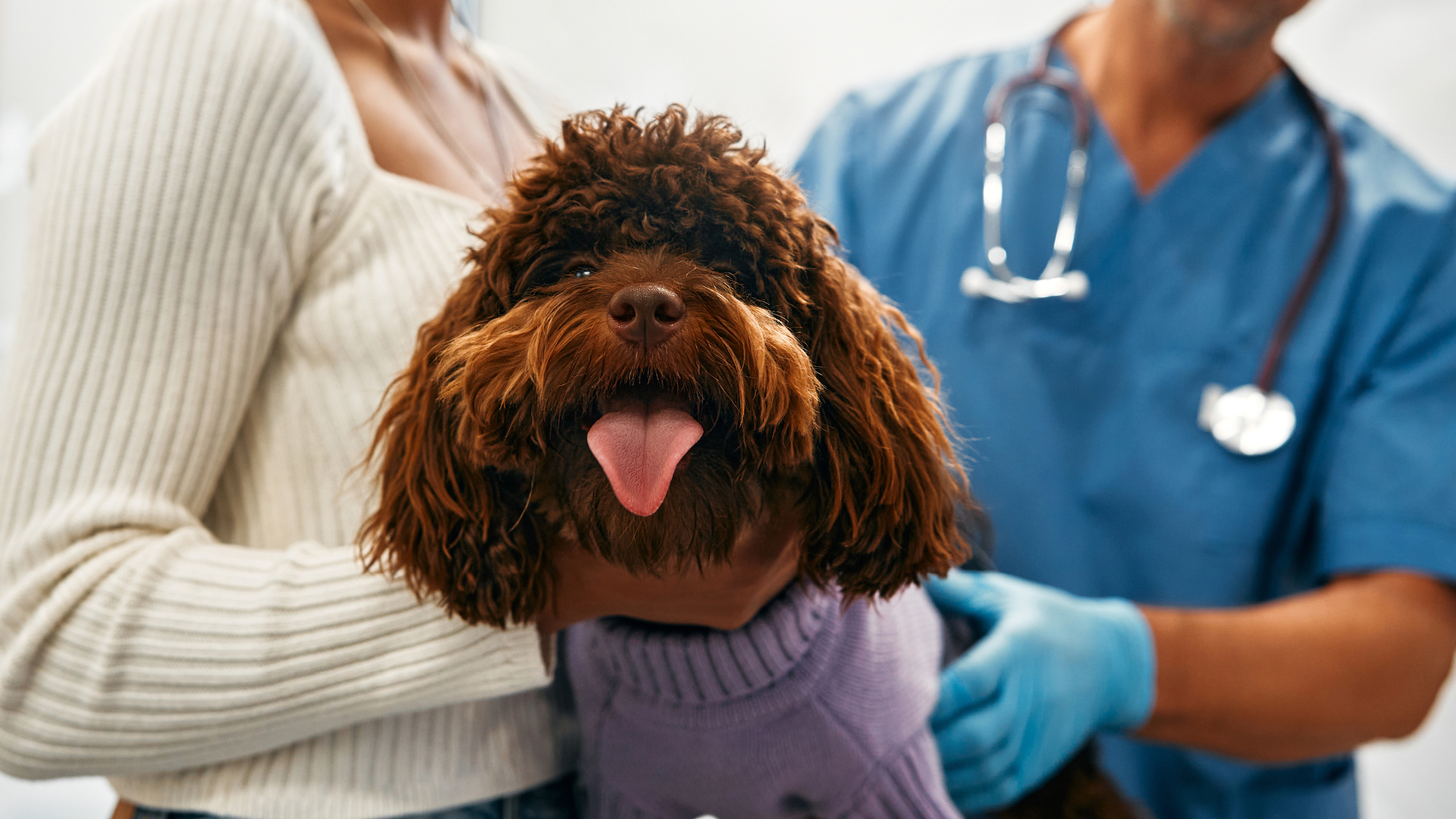 Vet bills are rising fast in Canada — Here's how to budget for pet care ...